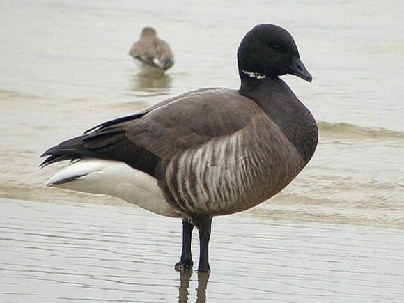 Bernache cravant – Migratlane