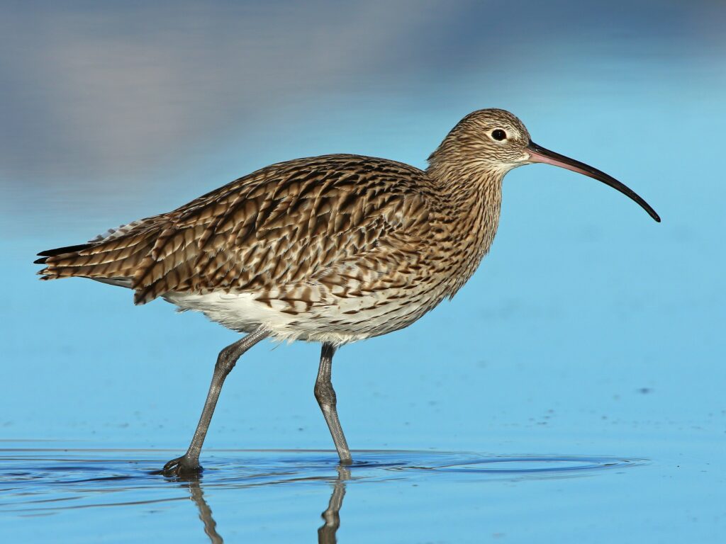 Eurasian curlew – Migratlane